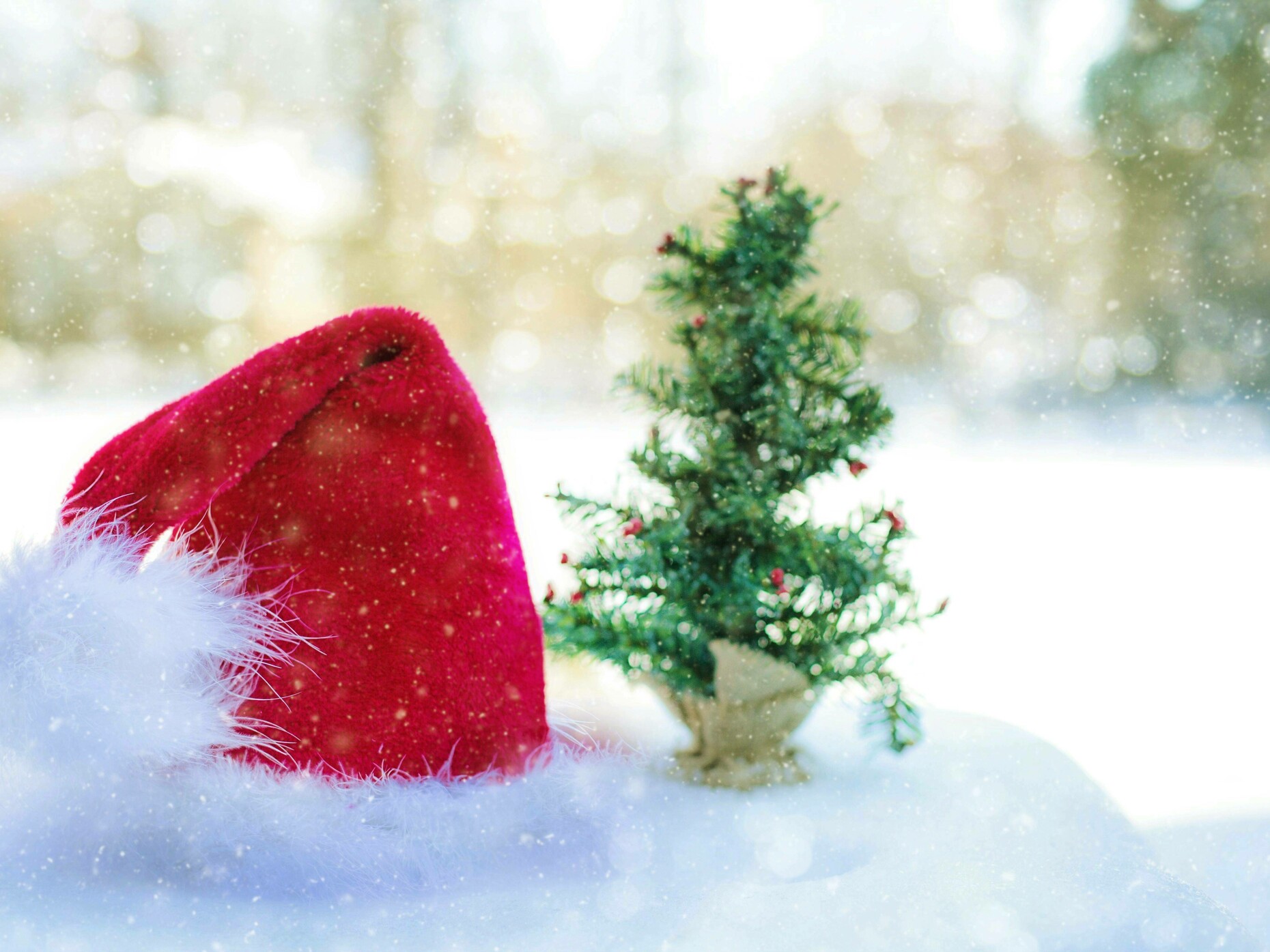 Natale nel bosco | Meer