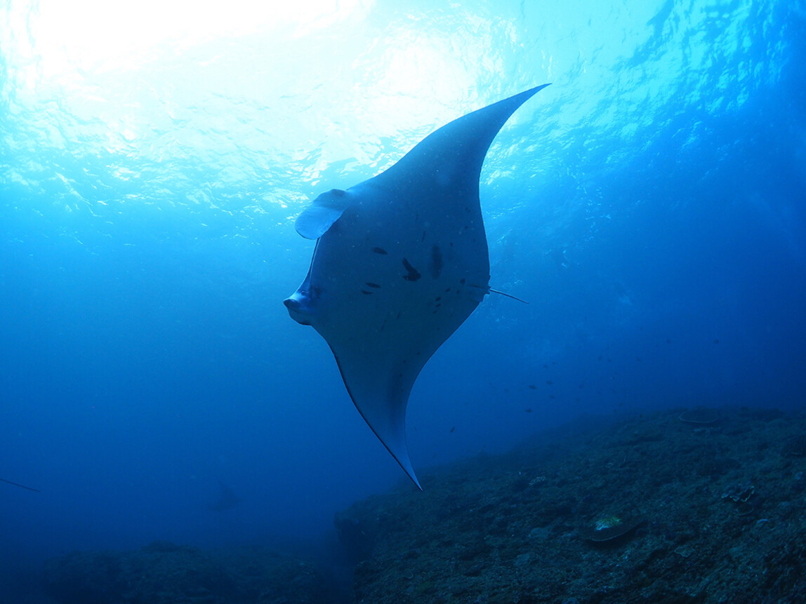 Mantas | Meer