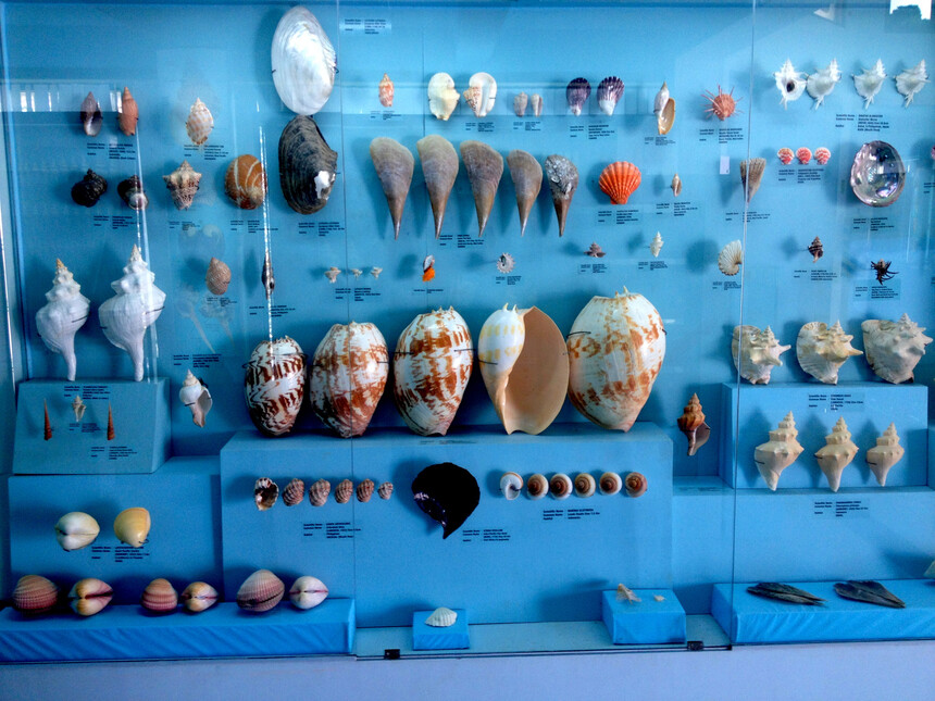 India seashell museum in Mahabalipuram is Shell-ebrating marine life ...