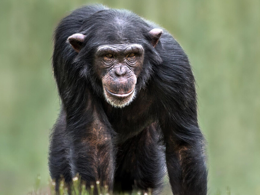 La mano invisible del chimpancé | Meer