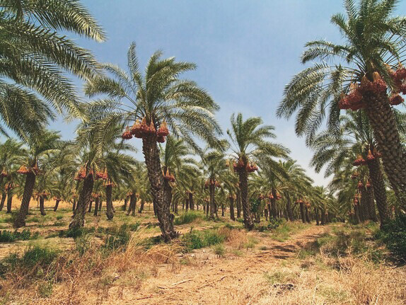 Morocco develops dates palm sector | Meer