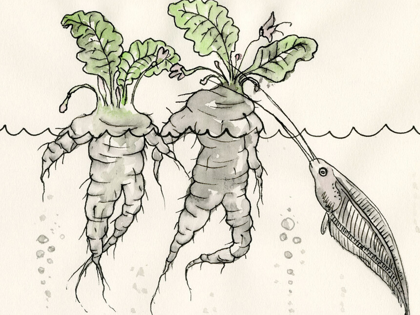 Art Experiment: Laboratories of Earthly Survival | Meer