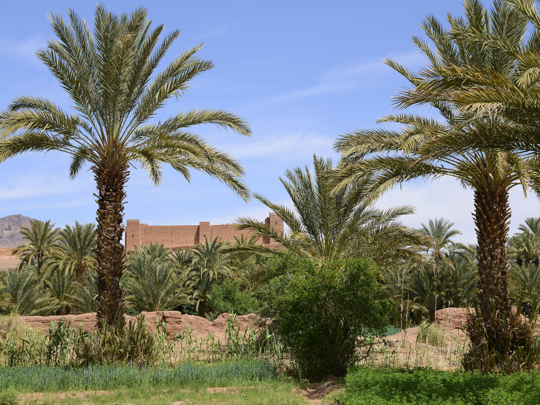 Morocco develops dates palm sector | Meer