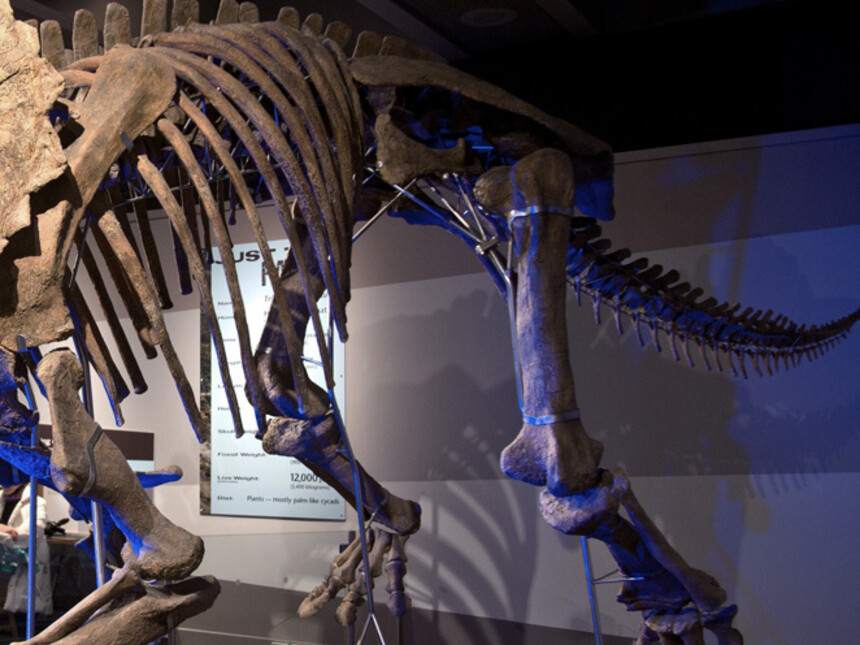 Colossal Fossil. Courtesy of Museum of Science | Museum of Science