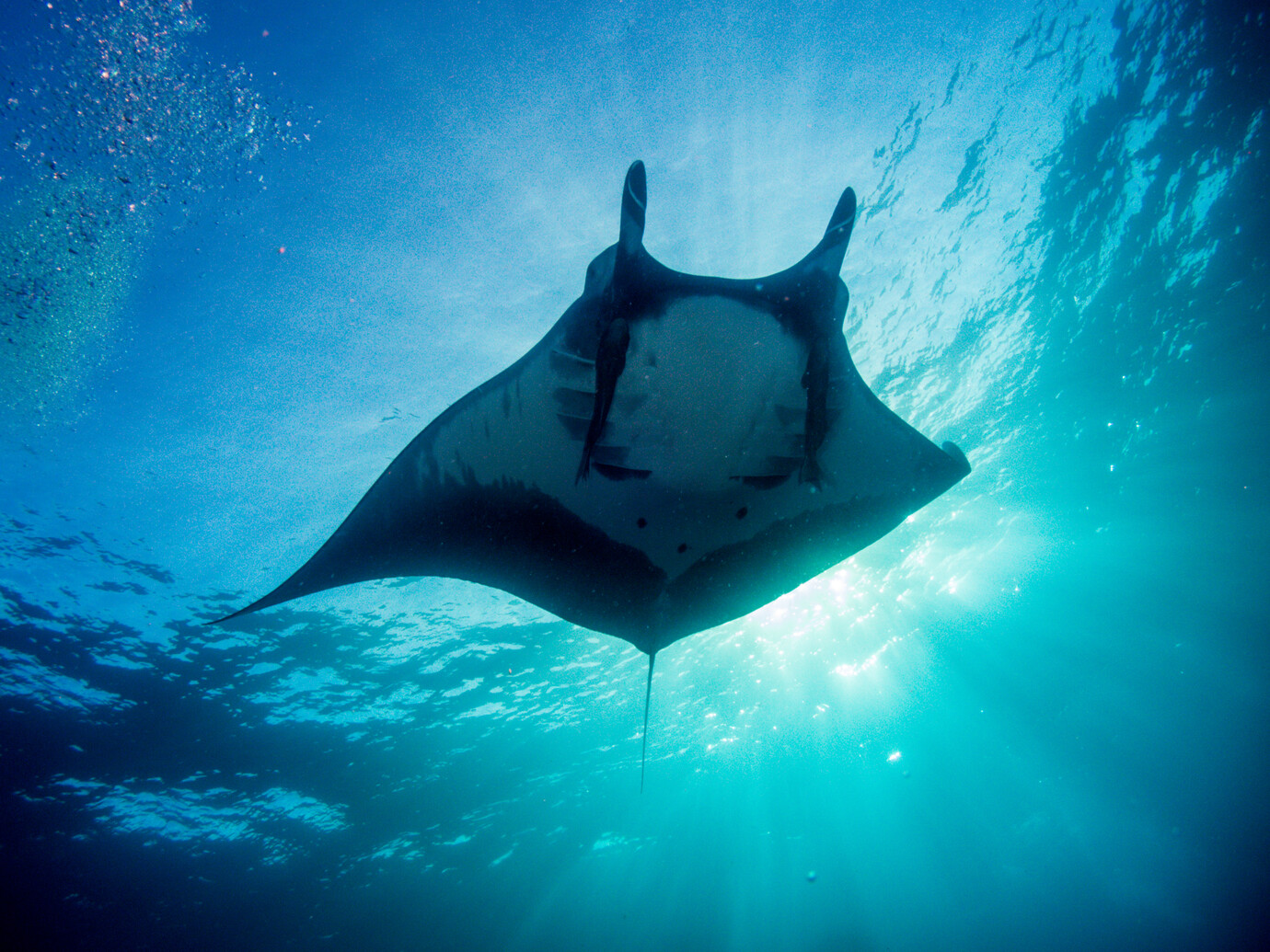 Las mantarrayas de Paria | Meer