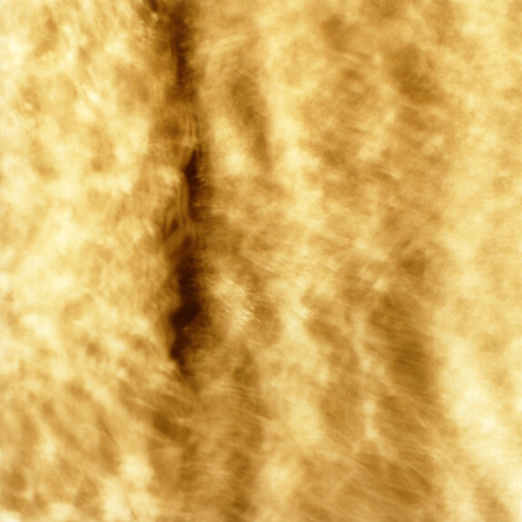 Lydia Goldblatt. Still Here | Meer