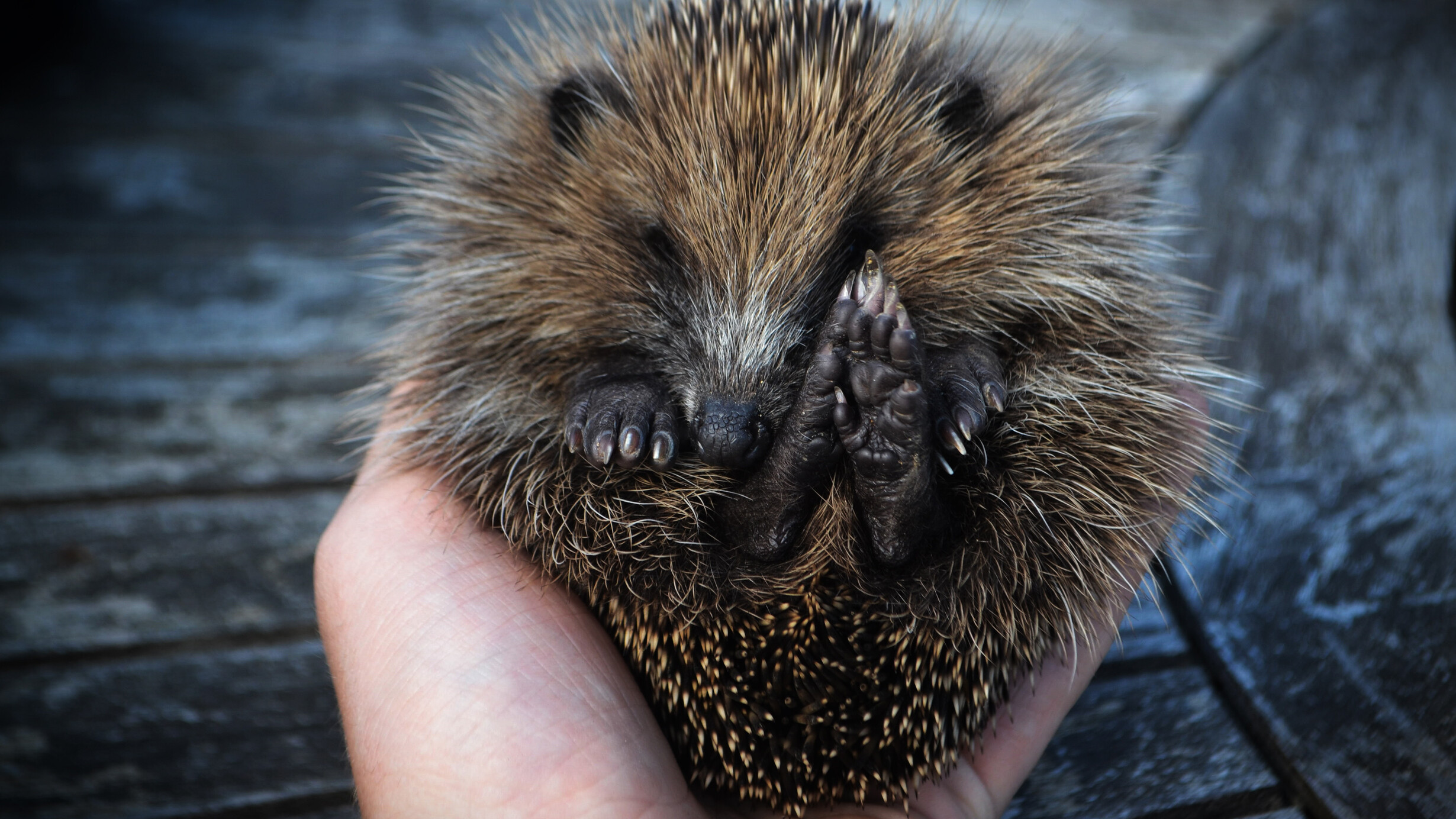 La domenica del riccio | Meer