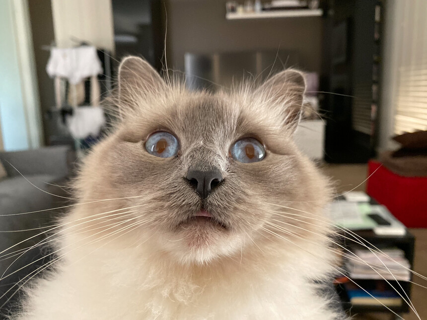 Sipicciano de los Santos | Meer