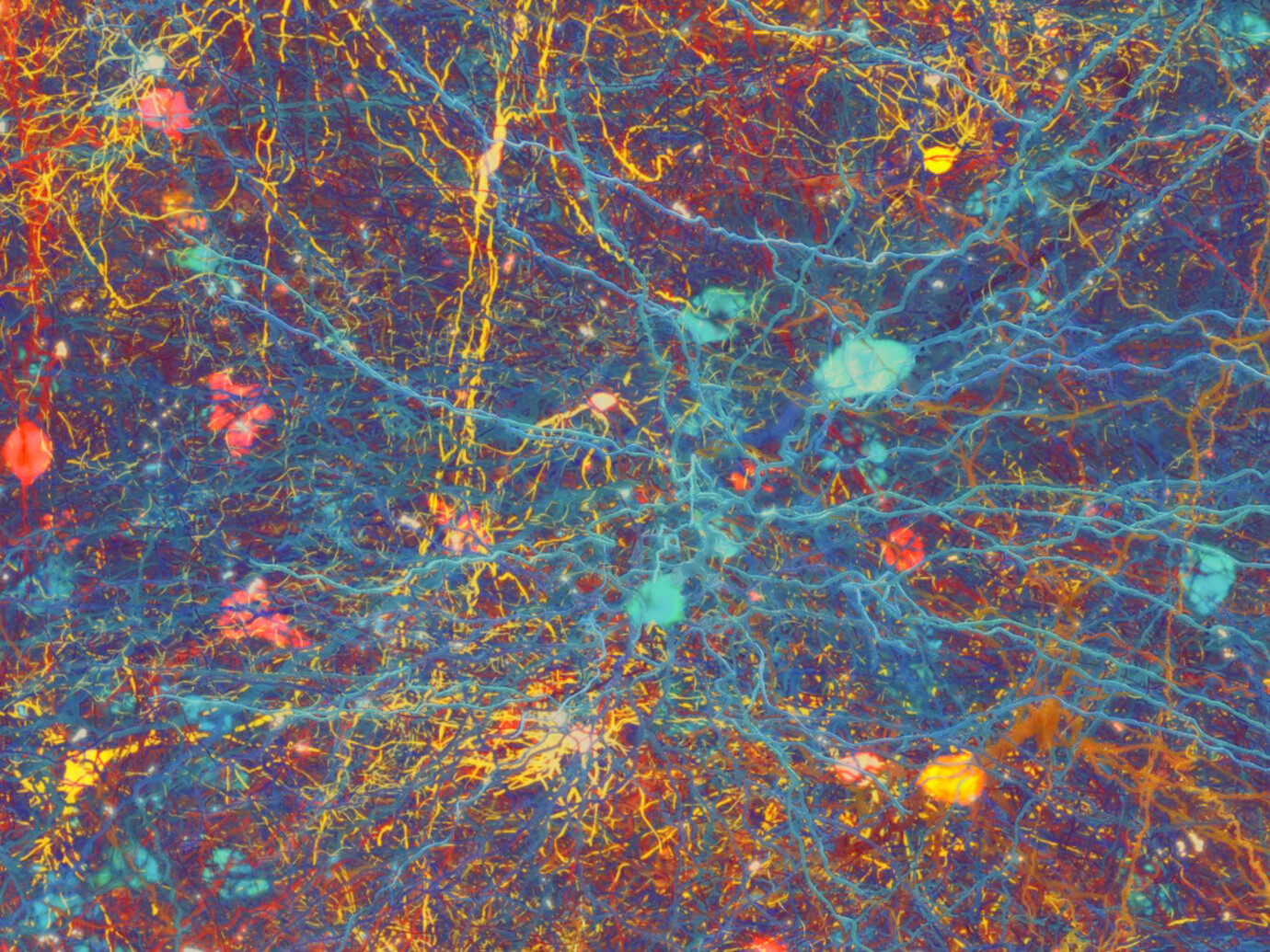 La importancia de cuidar de nuestro cerebro | Meer