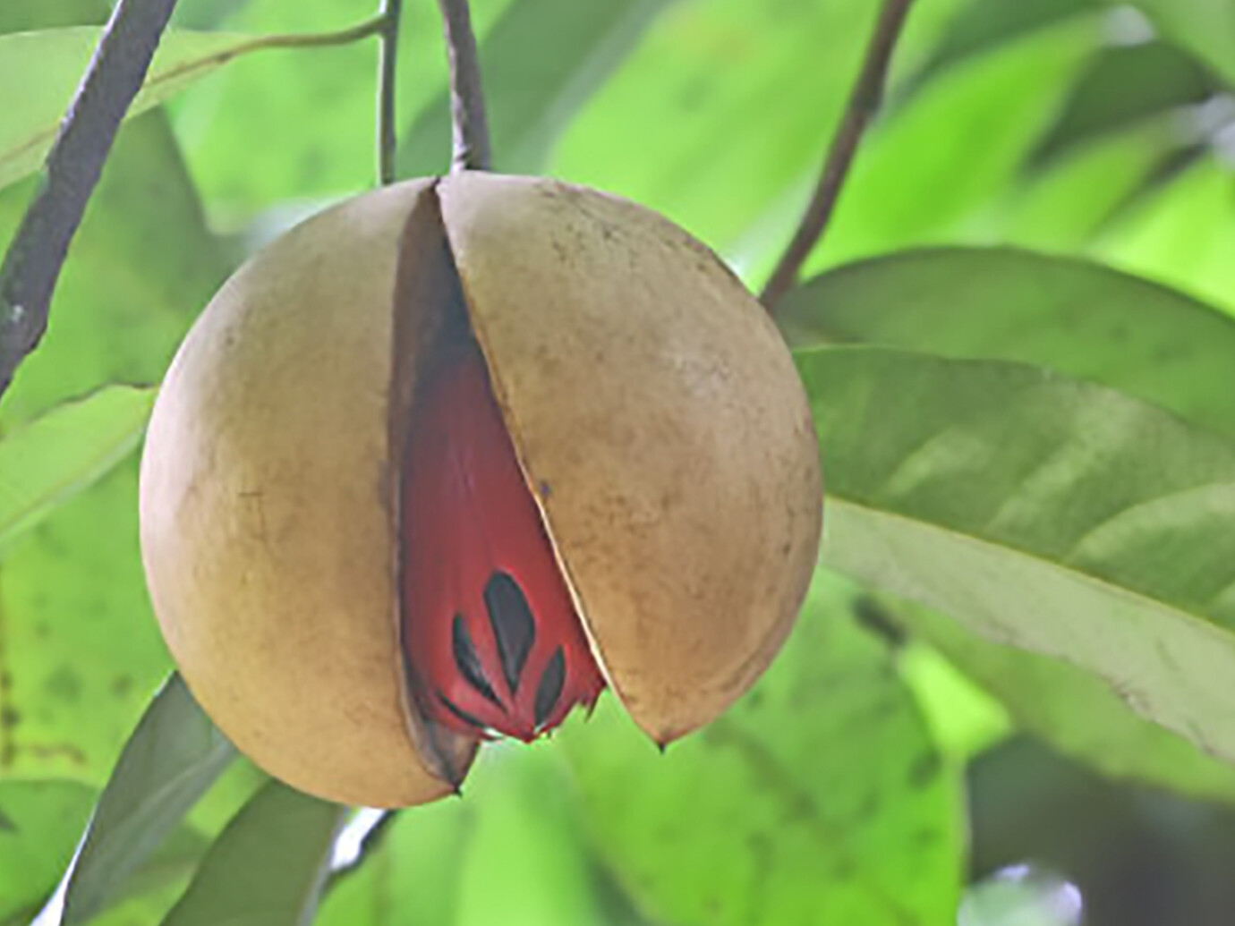 Kokila's journey: nutmeg farming in rural Pollachi | Meer