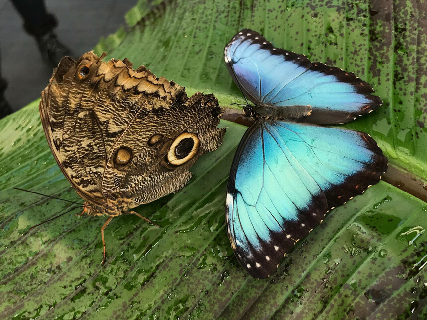 Butterflies in flight | Meer