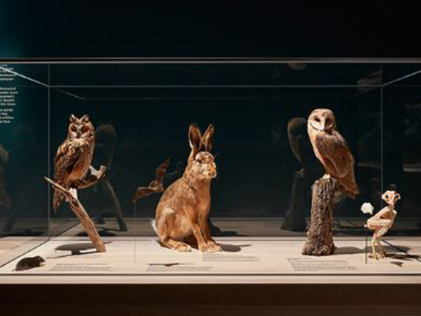 Nature Showcase | Meer