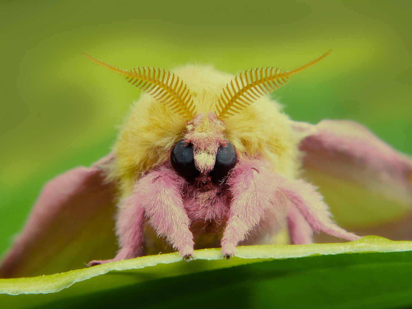 Plurisignificación del insecto | Meer