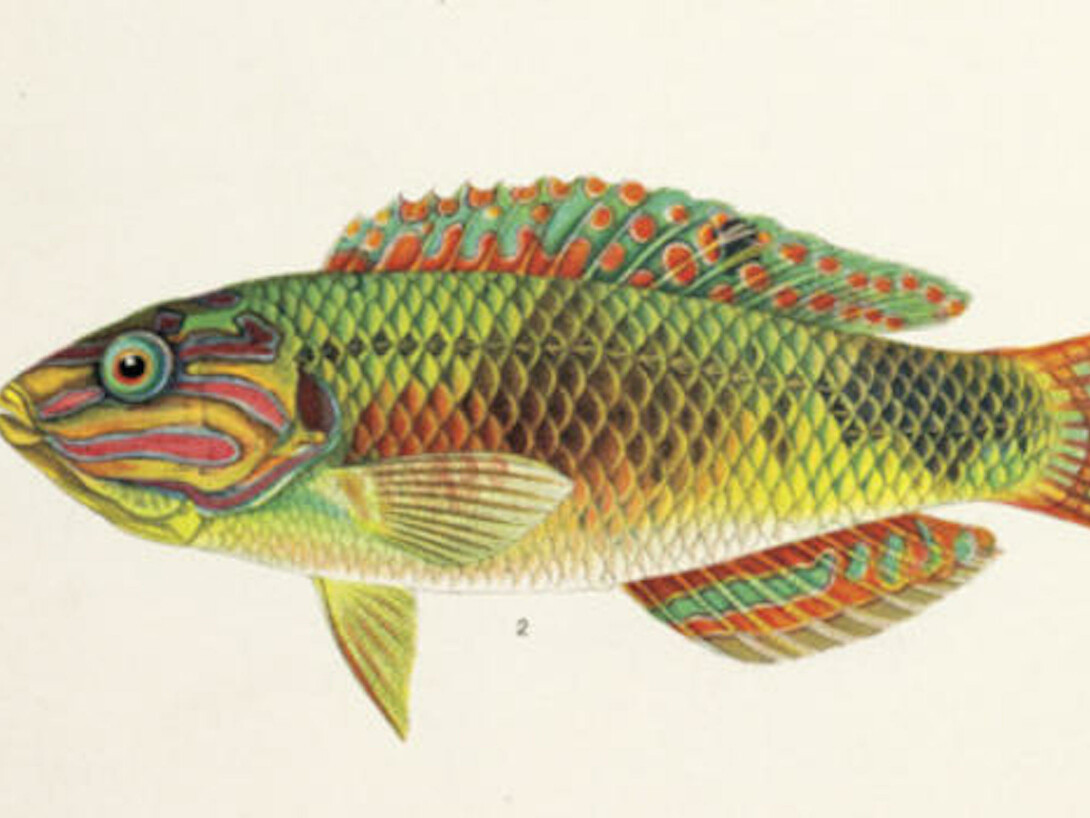 Opulent Oceans | Meer