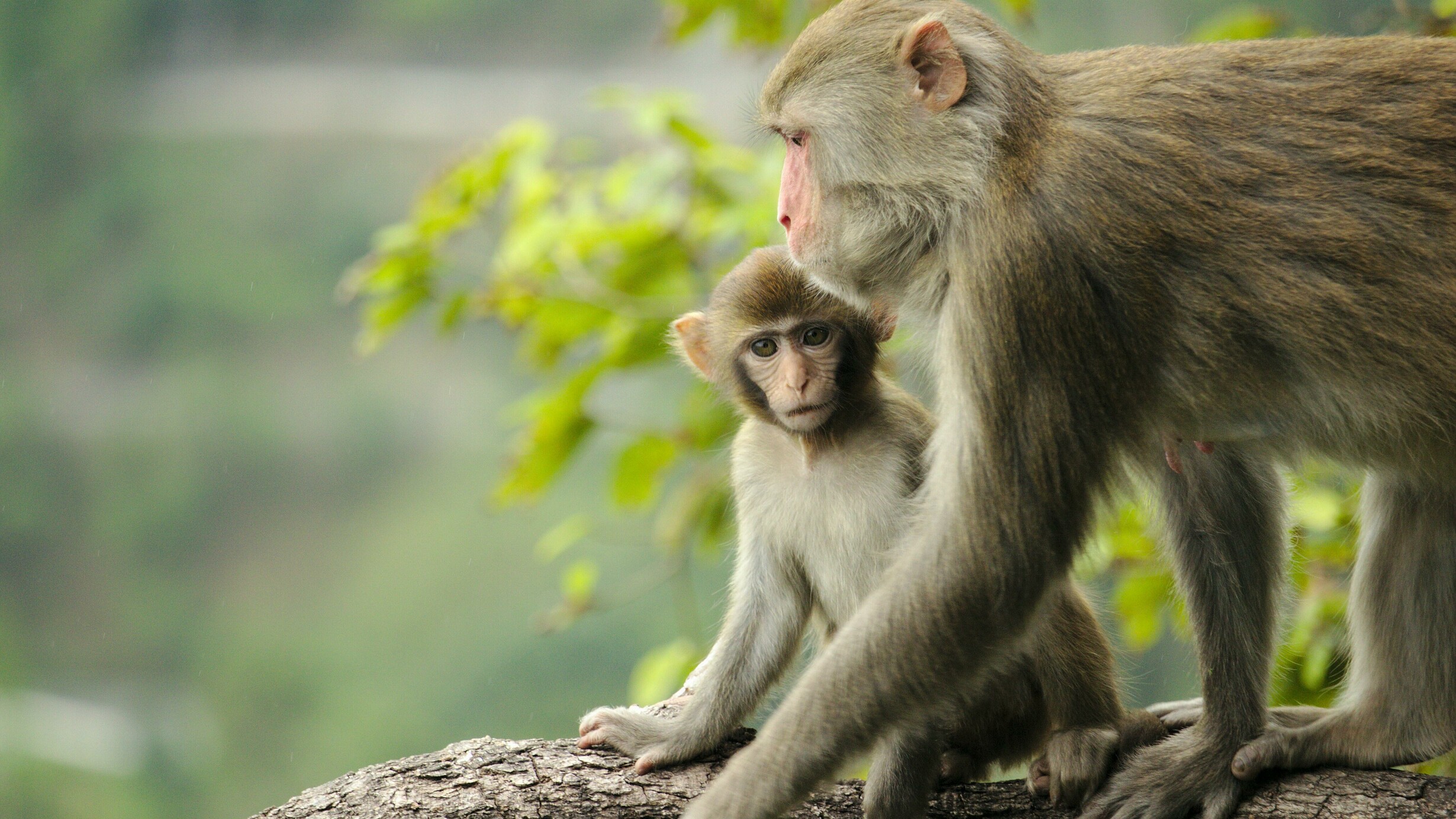 Weaning in animals and humans | Meer