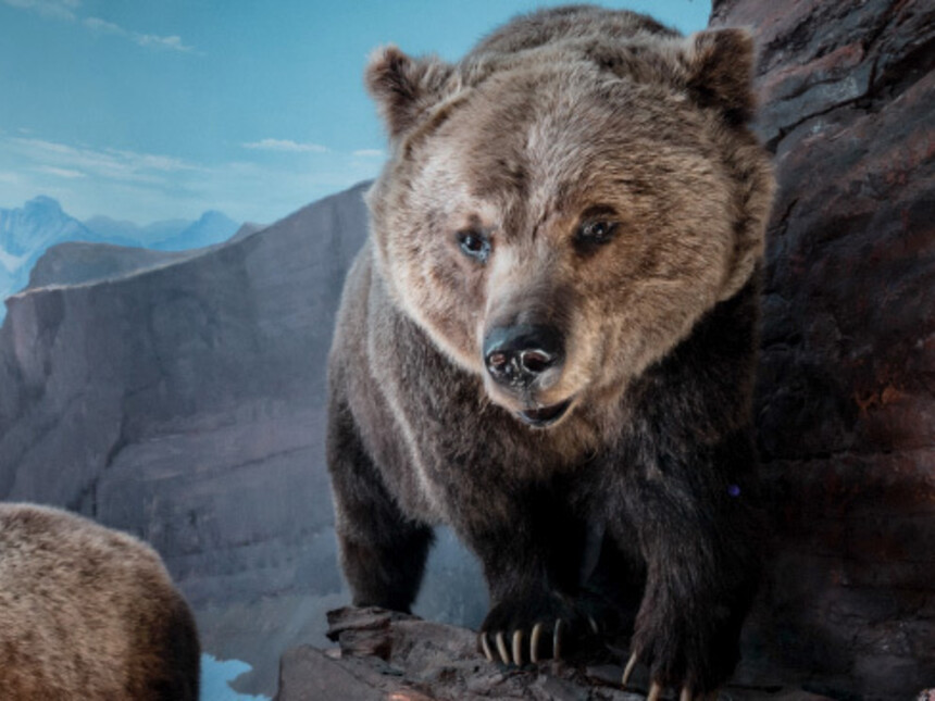 Mammal Gallery | Meer