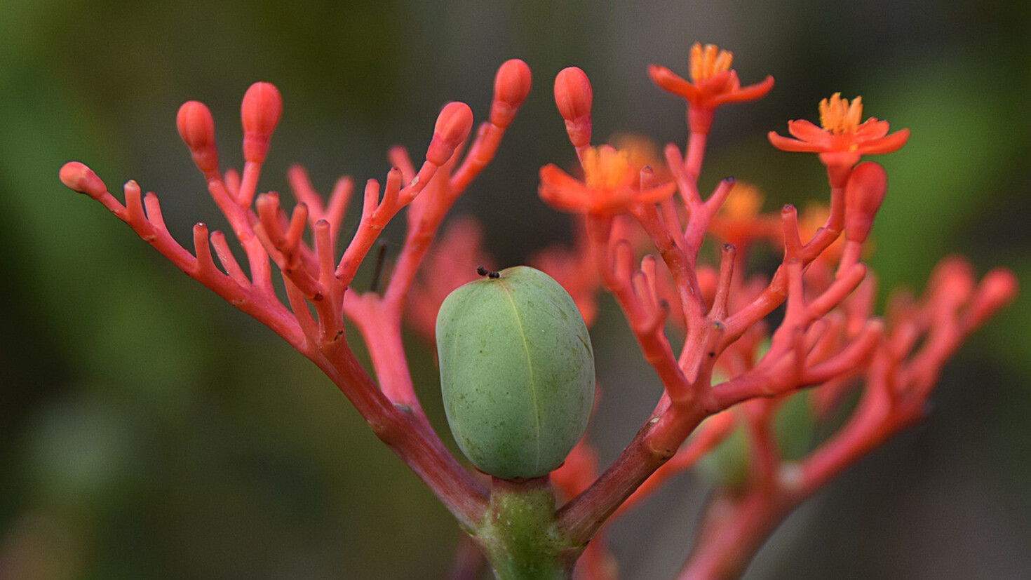 Chinese medicine view of ginseng | Meer