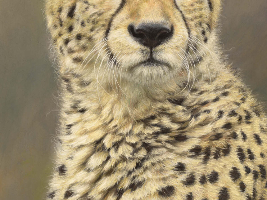 Gary Stinton, Cheetah - Large as Life VII, Pastel on museum board ...