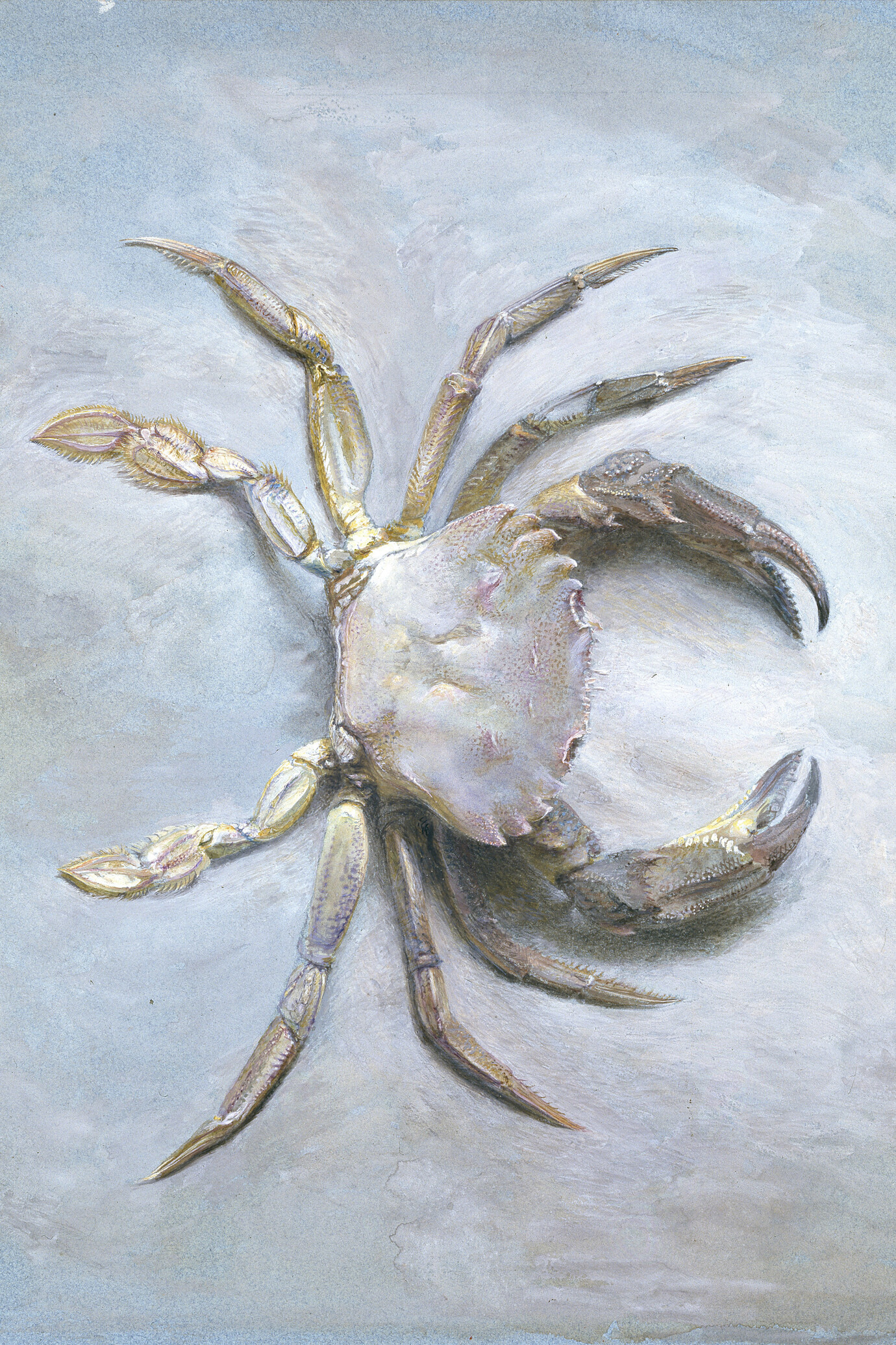 John Ruskin: Artist and Observer | Meer