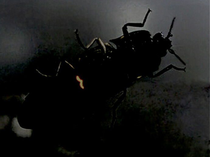 Comejenes, cocuyos y luciérnagas | Meer