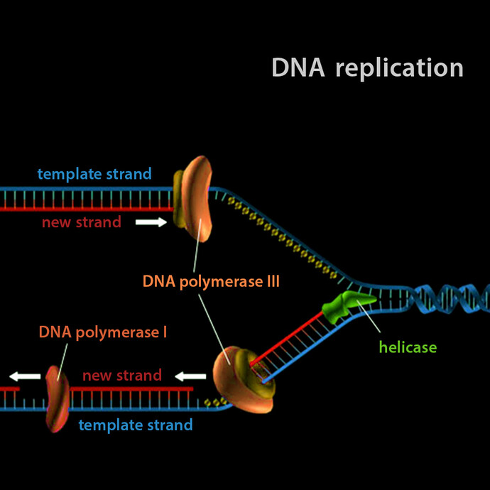 Self-replication and self-reproduction | Meer