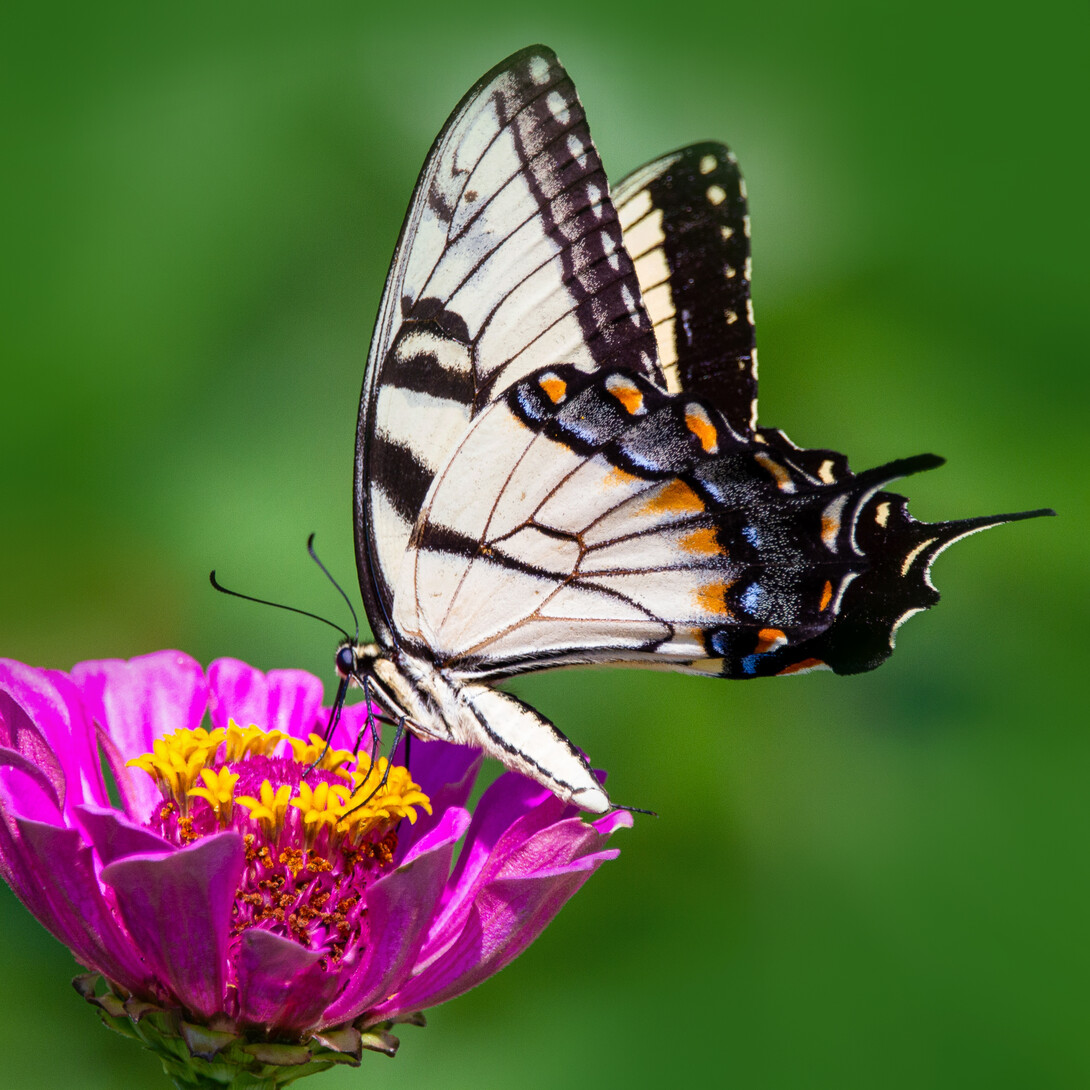 Cristian’s dream | Meer