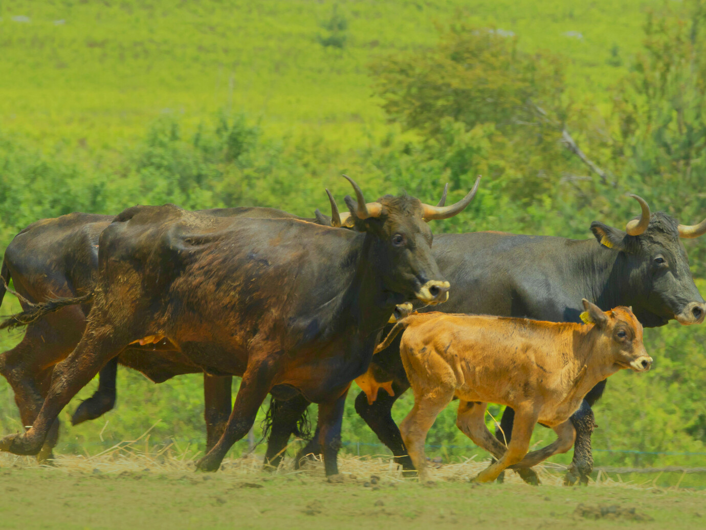 The absurdity of rewilding | Meer