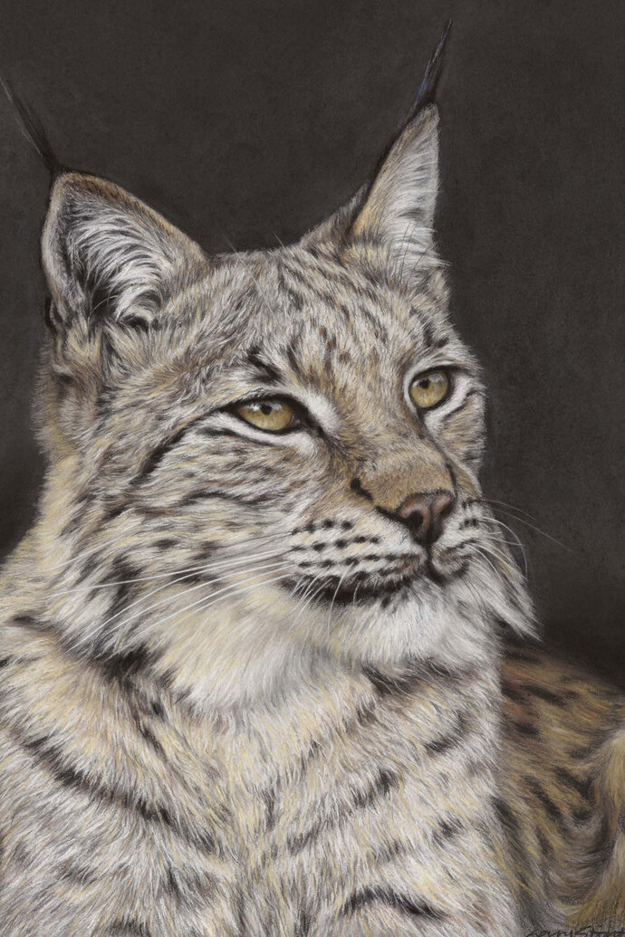 Gary Stinton, Lynx in Summer - Large as Life VIII, Pastel on museum ...