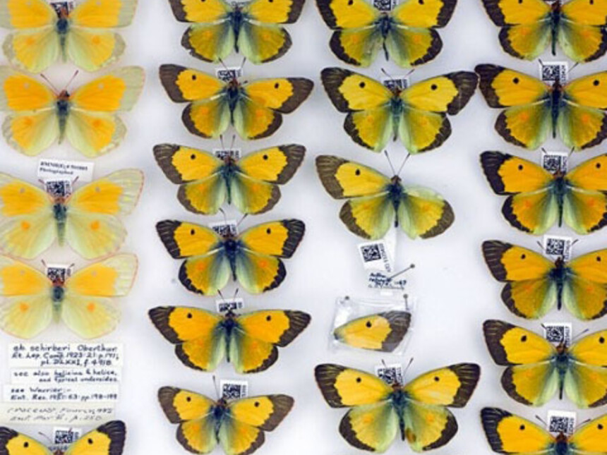 Entomology collections. Courtesy Natural History Museum | Natural ...