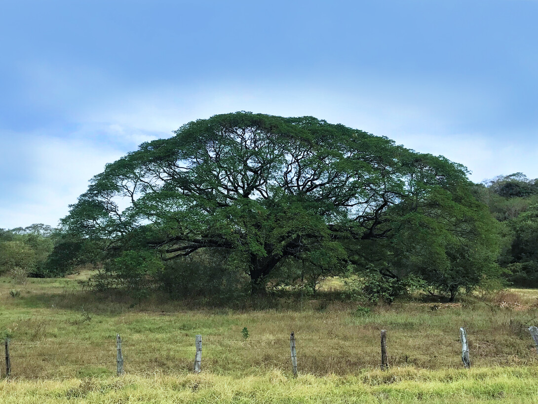 En el centenario de nuestro «Himno al árbol» | Meer