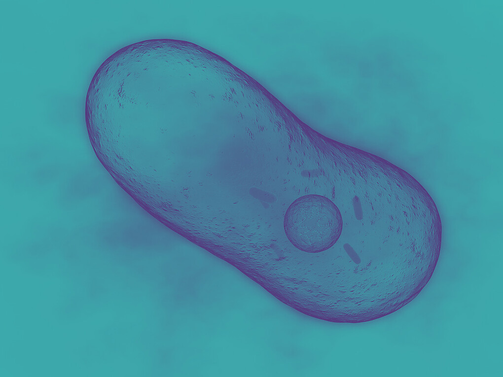 Frank Macfarlane Burnet | Meer