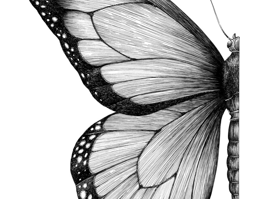 Otto D’Ambra, half beauty | Curious Duke Gallery