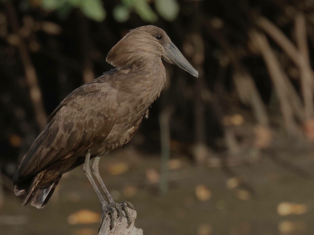 Bird watching at Kotu Creek in Gambia | Meer