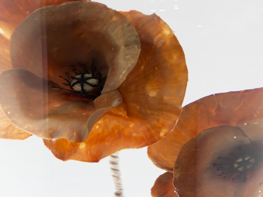 Paddy Hartley: Papaver Rhoeas | Meer