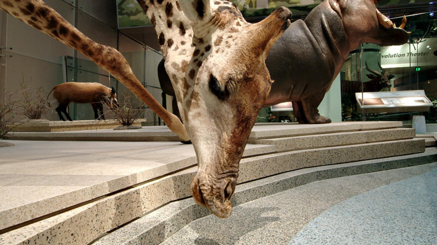 Kenneth E. Behring Family Hall of Mammals | Meer
