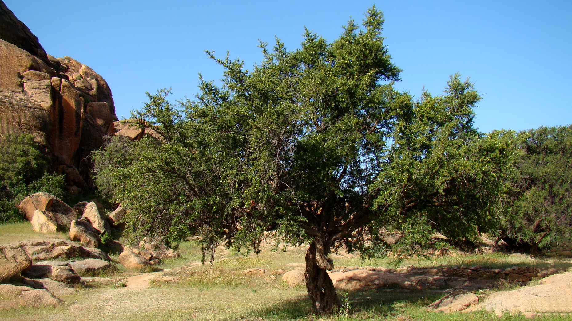 The Argan tree is the Moroccan tree of life | Meer