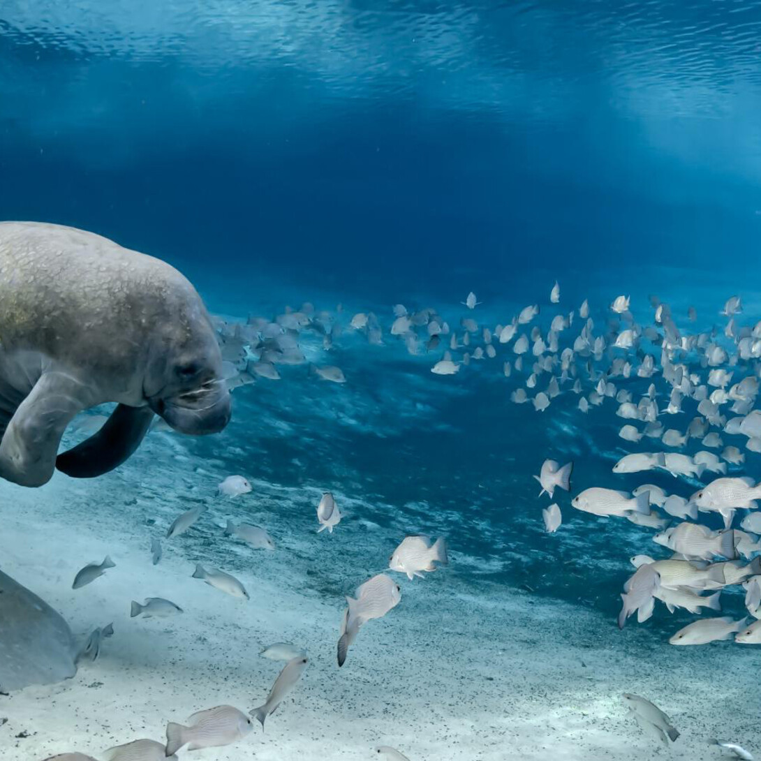 O. Orkin Insect Zoo | Meer