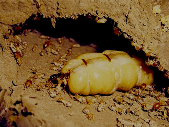 Comejenes, cocuyos y luciérnagas | Meer