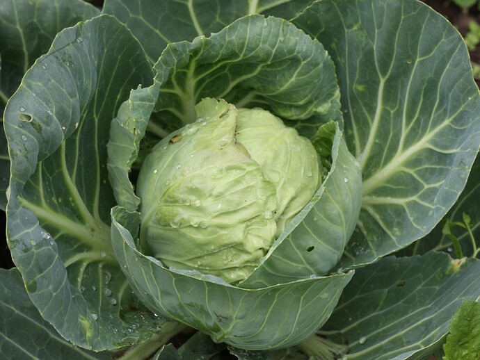 Cavoli a merenda | Meer