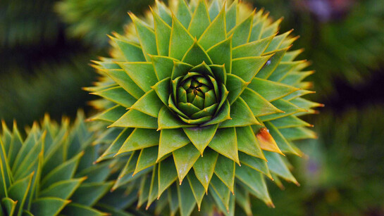 La artística geometría de la naturaleza | Meer