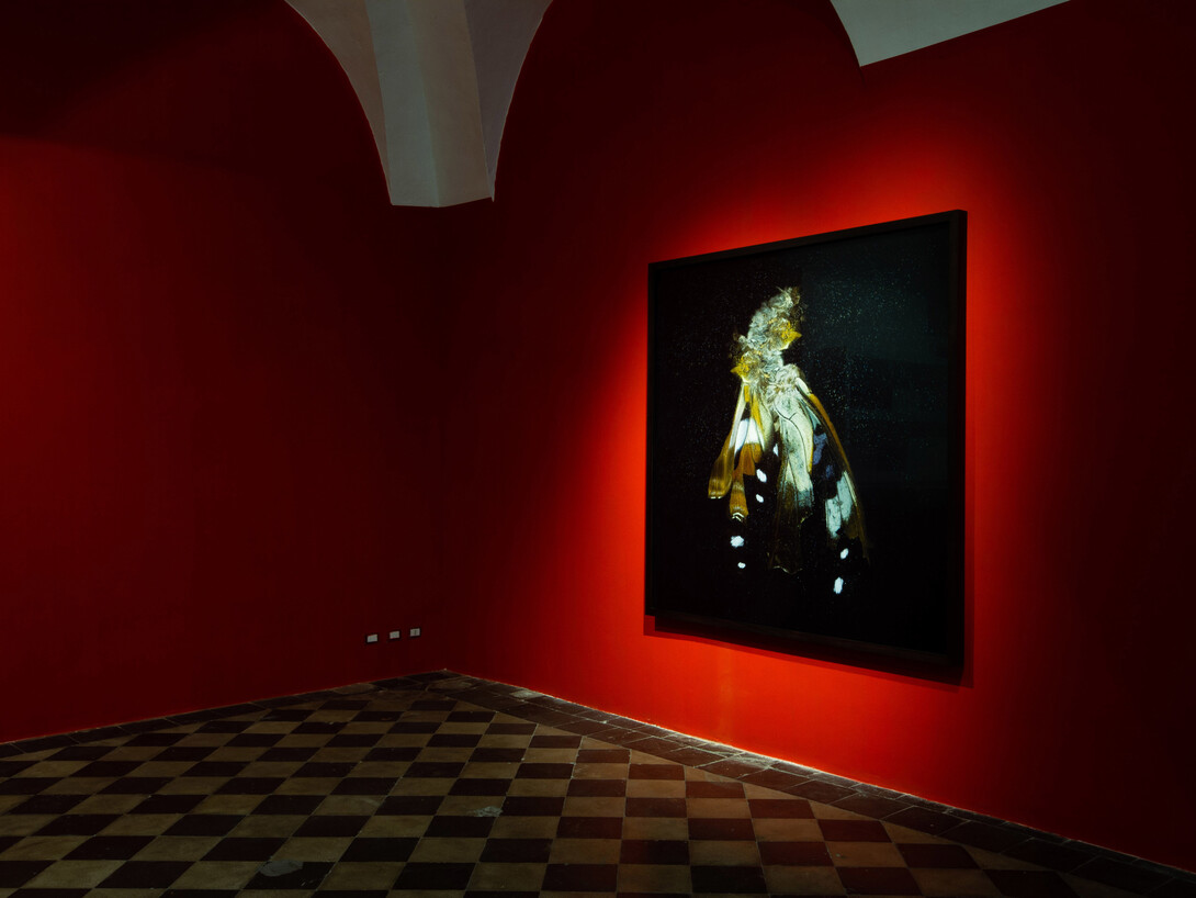 Mat Collishaw | Meer