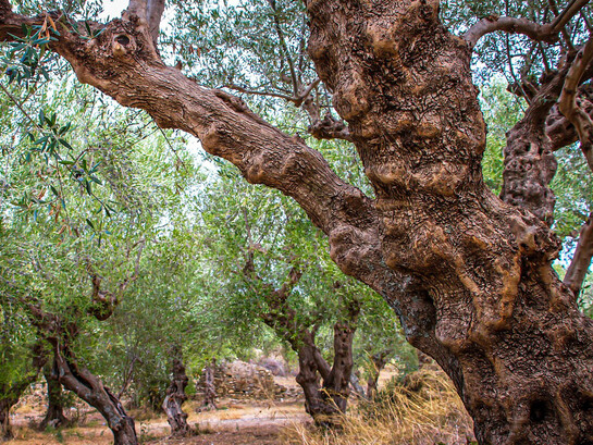 Entre olivos milenarios y secuoyas gigantes | Meer