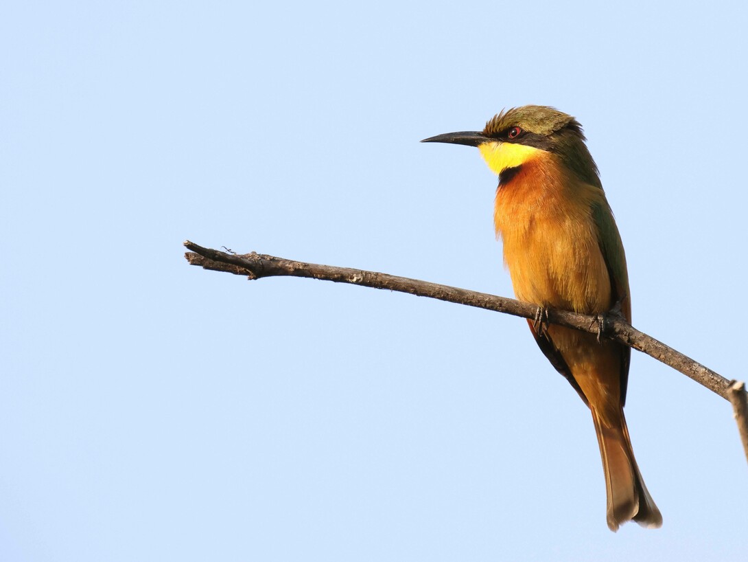 Bird watching at Kotu Creek in Gambia | Meer
