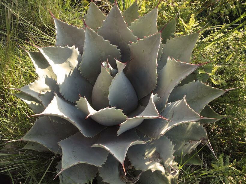 Copal y Tobalá tienen los ojos verdes | Meer
