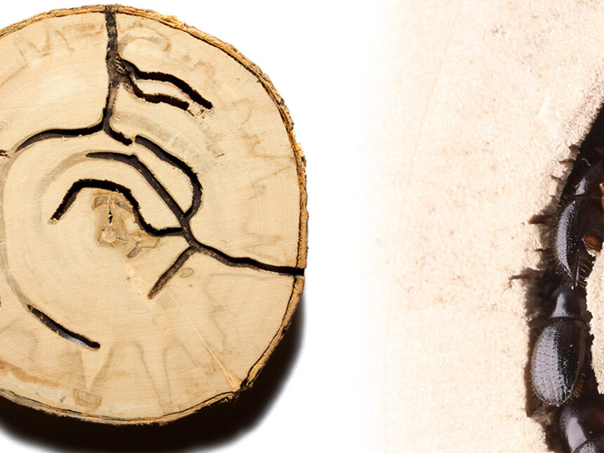 Bark Beetle Calligraphy | Meer