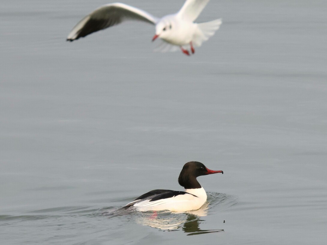 Birdwatching in Abberton Reservoir, England | Meer