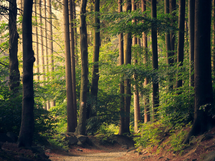 Sins and pathologies | Meer