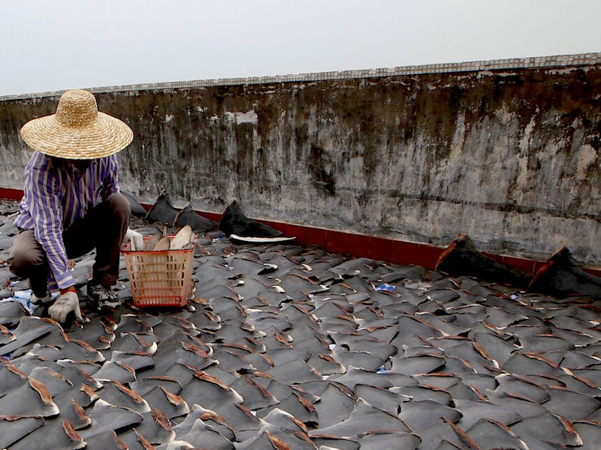 The shark fin ban in Canada | Meer