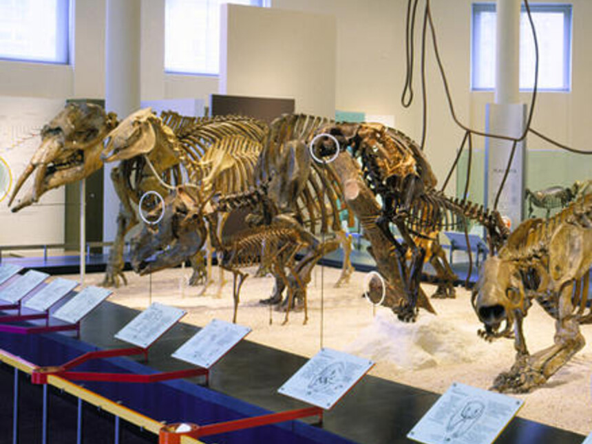 Hall of Primitive Mammals. Courtesy of American Museum of Natural ...
