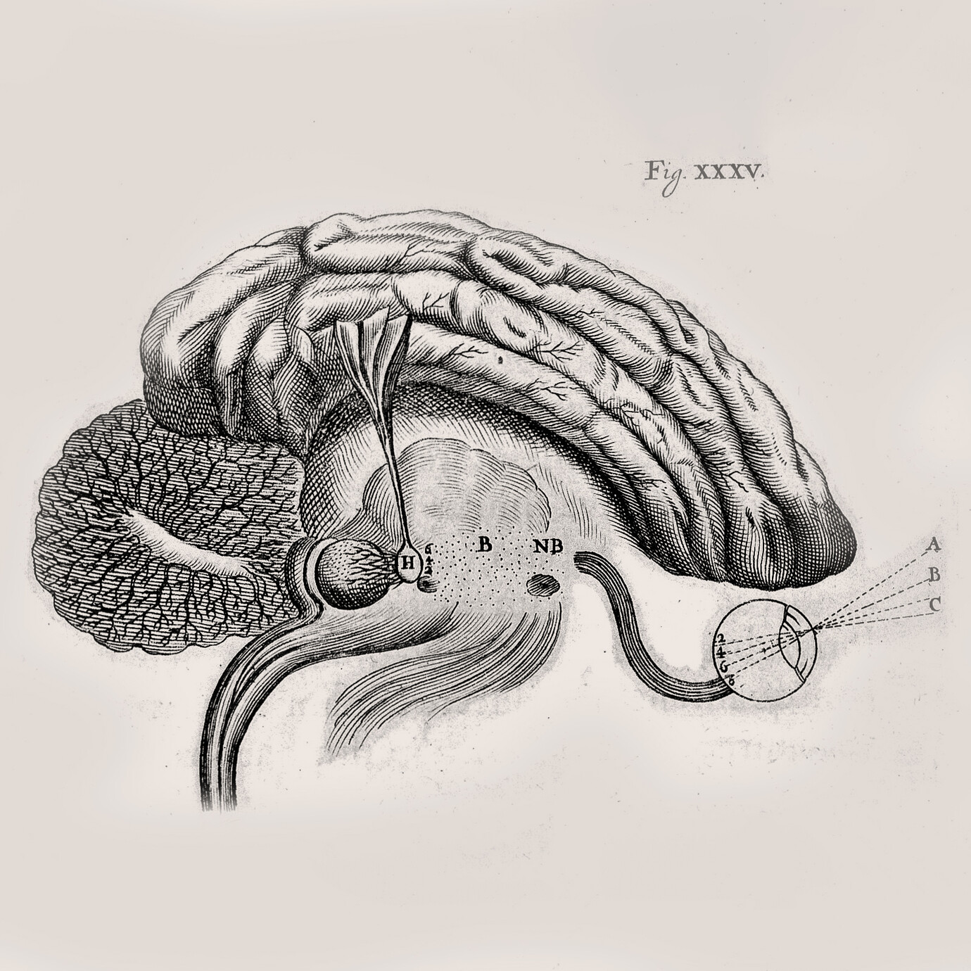 René Descartes | Meer